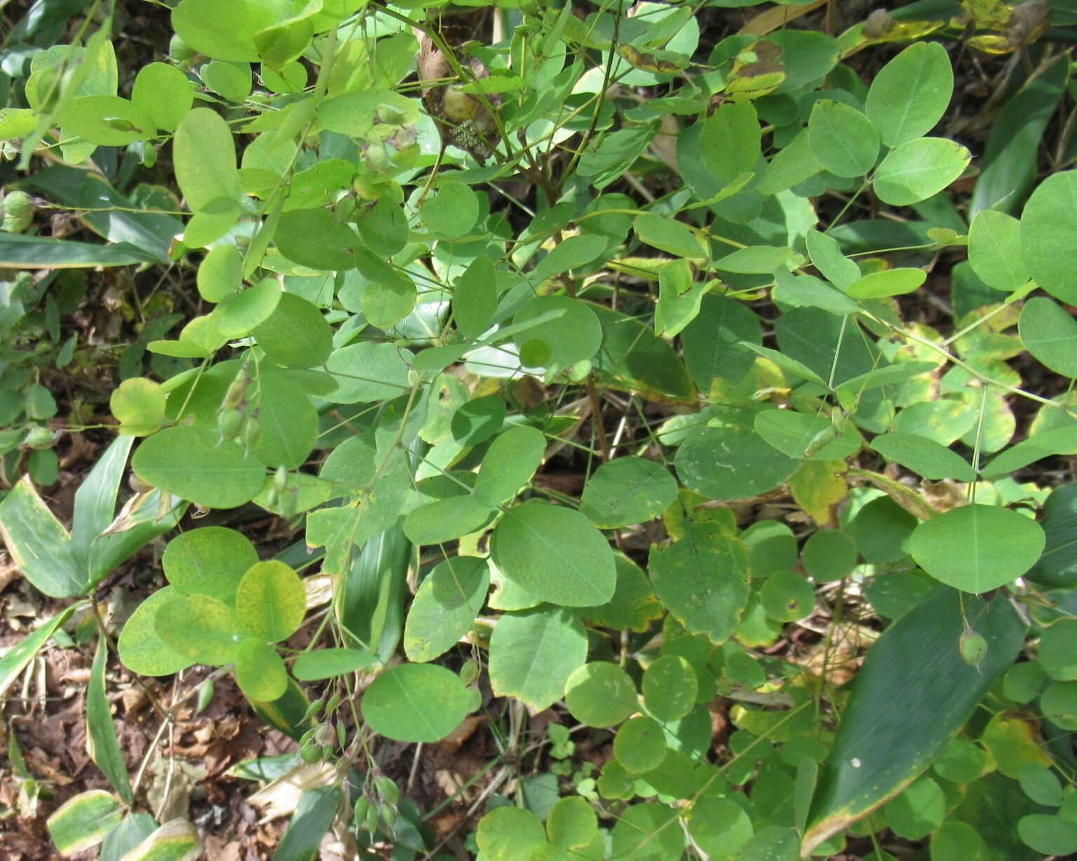 バラ類マメ目マメ科の植物 | 道南花日記